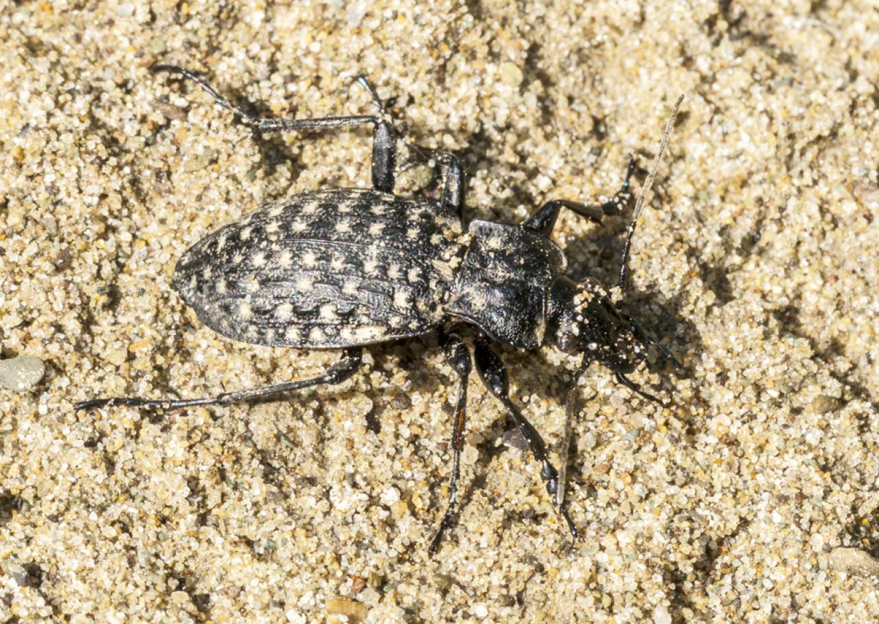 Parcul Național Cozia